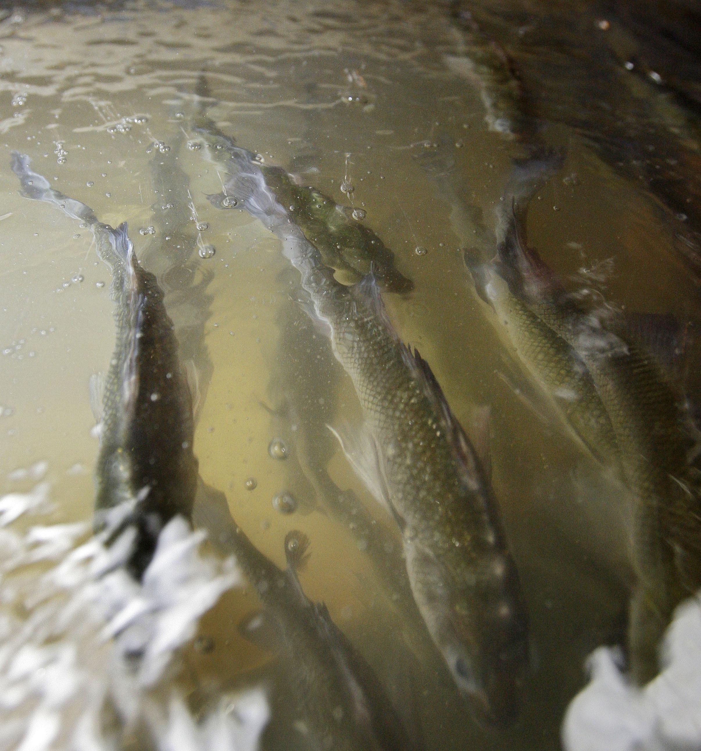 Mixed Reviews for EPA Fish-Protection Rule