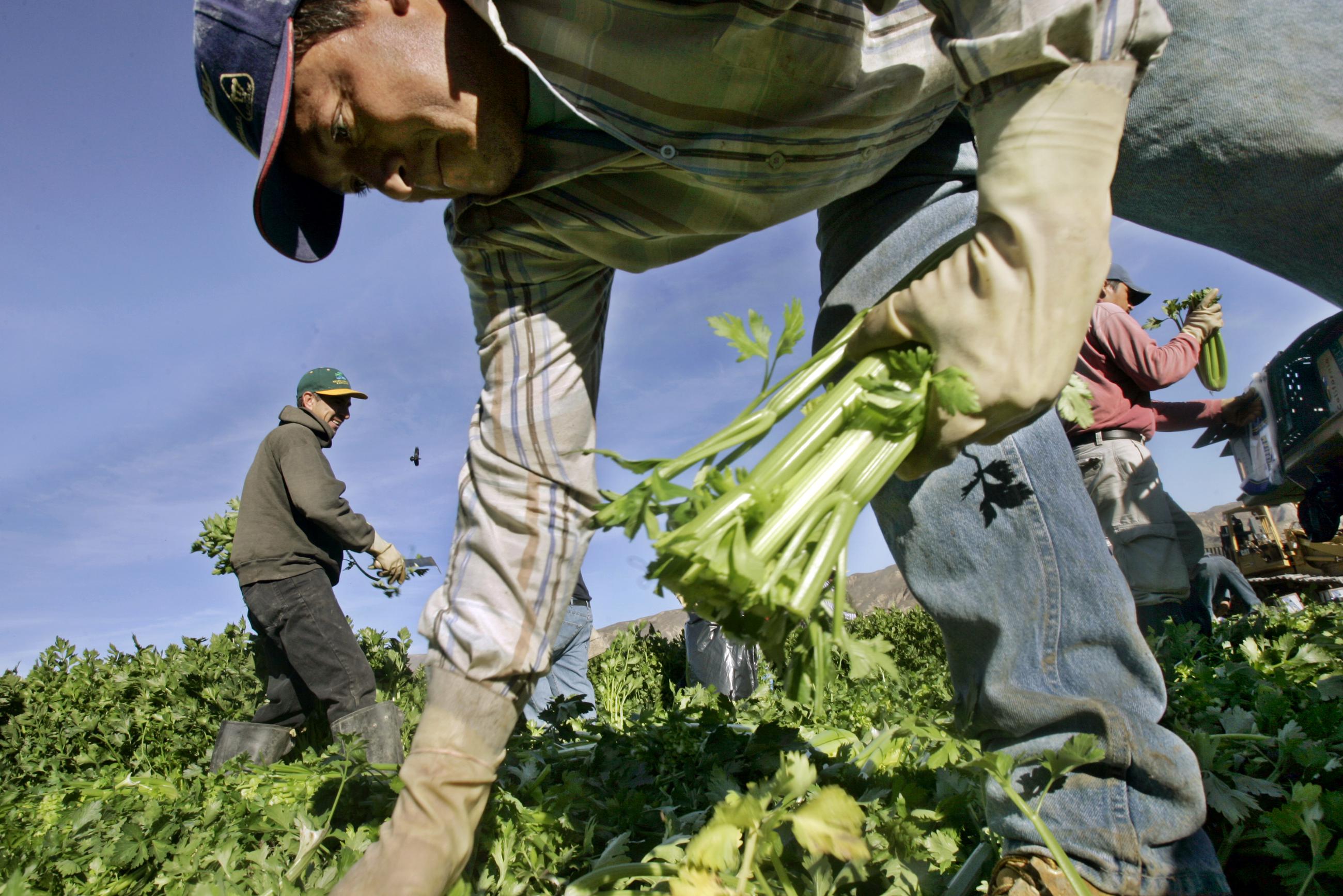 How Will Elections Impact the Latino Workforce?