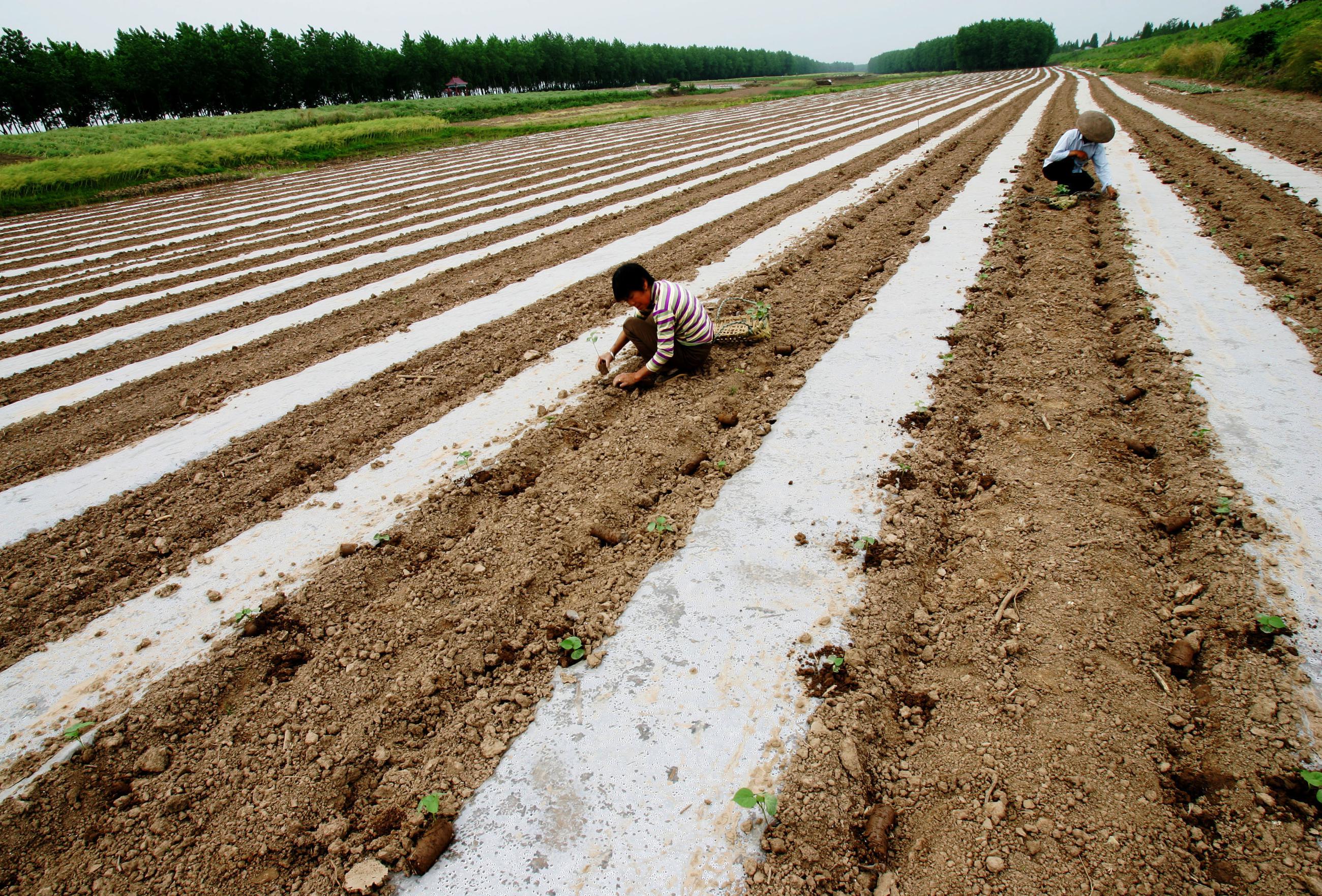 The Farm Trade Conundrum