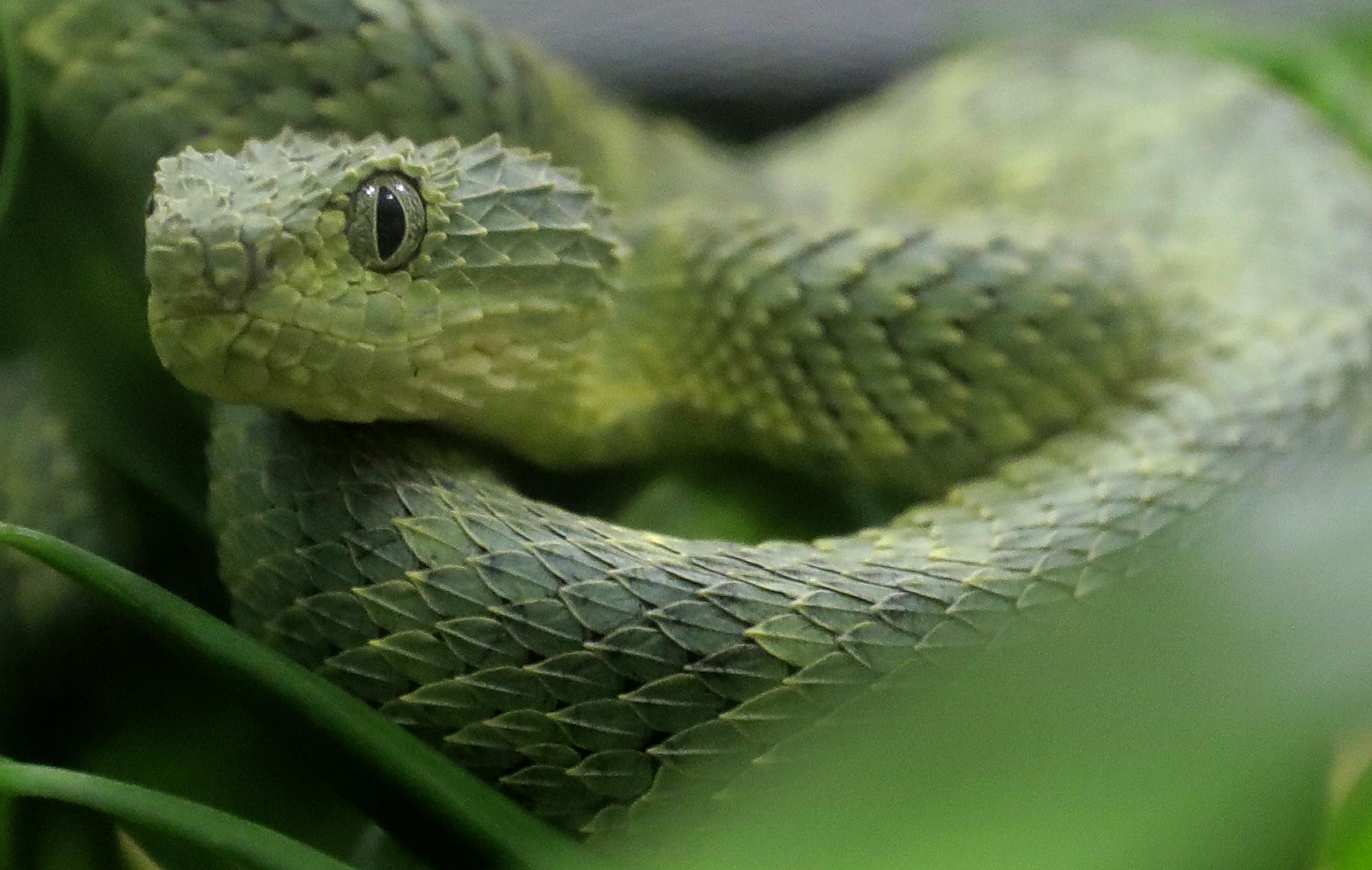 Smart Ideas: Snakes in the Grass, and the Desert, and the Tundra